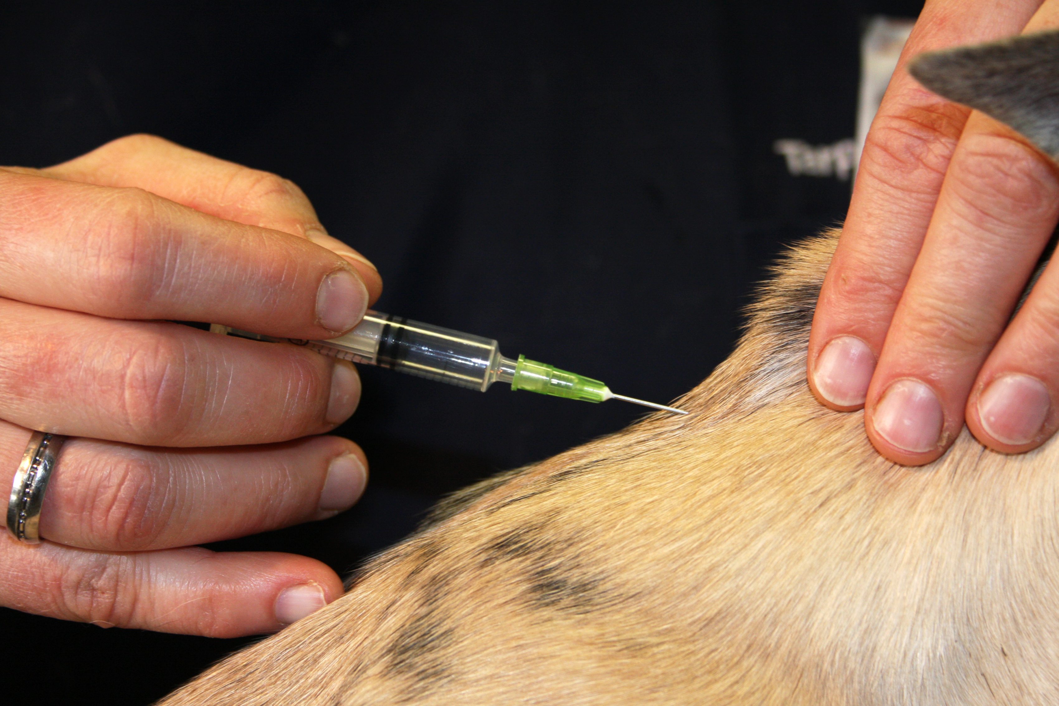 Comment réaliser une injection sous-cutanée à mon chien ? - La santé de ...